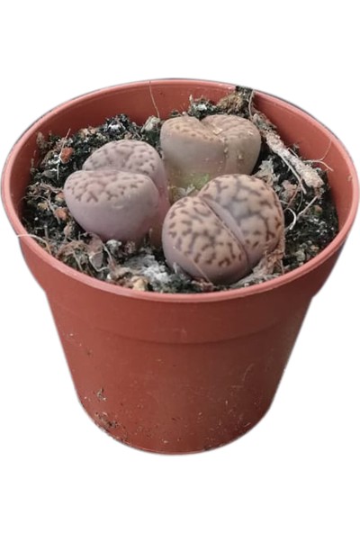 Peyzaj Burada Lithops Mix Yaşayan Taş Kaktüs Peyzaj Burada Lithops Mix Yaşayan Taş Kaktüs