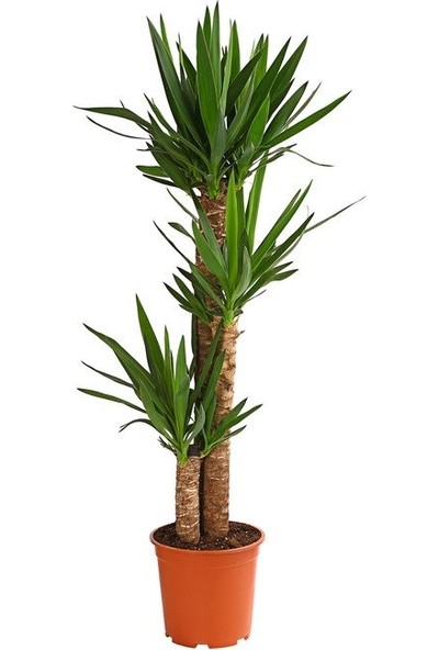 Peyzaj Burada Yucca Massengena Yuka Bitkisi 3 Gövdeli 120 - 140 cm Peyzaj Burada Yucca Massengena Yuka Bitkisi 3 Gövdeli 120 - 140 cm