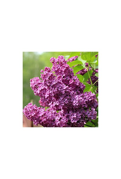 Fidan Ofisim Aşılı Leylak Fidanı Saksılı +100 - 120 cm