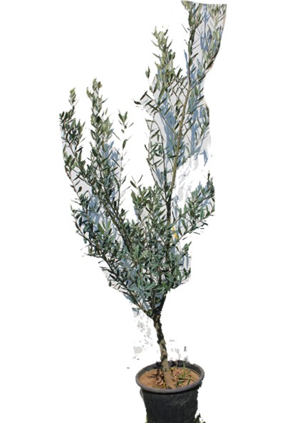 Fidan Ofisim Bursa Gemlik Zeytin Fidanı +150 cm