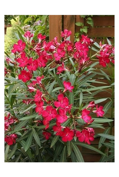 Fidan Ofisim Zakkum Fidanı Pembe Çiçekli +80 cm Fidan Ofisim Zakkum Fidanı Pembe Çiçekli +80 cm