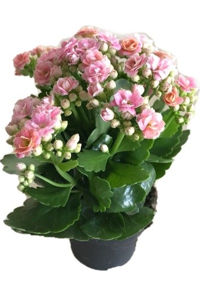 İde Bahçe Kalanchoe Kalanşo Çiçeği Pembe