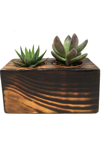 Levant Kaktüs Sukulent Aranjmanı 2'li Ahşap Yakma Bitkili Levant Kaktüs Sukulent Aranjmanı 2'li Ahşap Yakma Bitkili