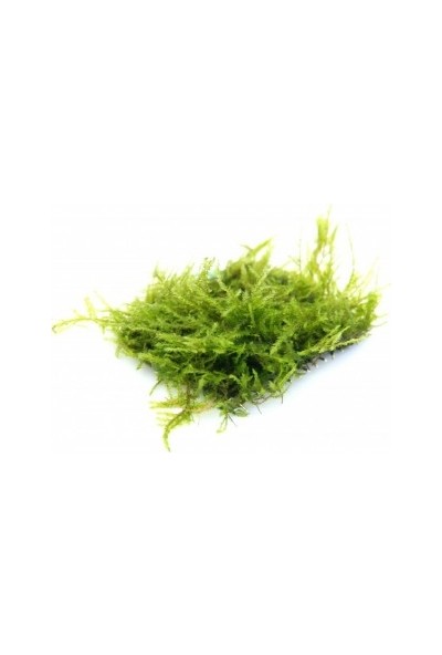 Bio Aquatic Java Moss 5 x 5 cm