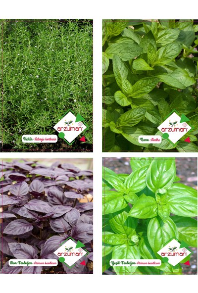 Arzuman Kekik Nane Mor Fesleğen Yeşil Fesleğen Tohumu