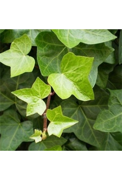 Fidan Burada Duvar Sarmaşığı Paketi Hedera Helix 6 Adet 100- 120 cm