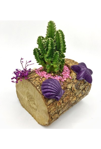 Modesign Deniz Taşı Objeli Kütükte Kaktüs Sukulent