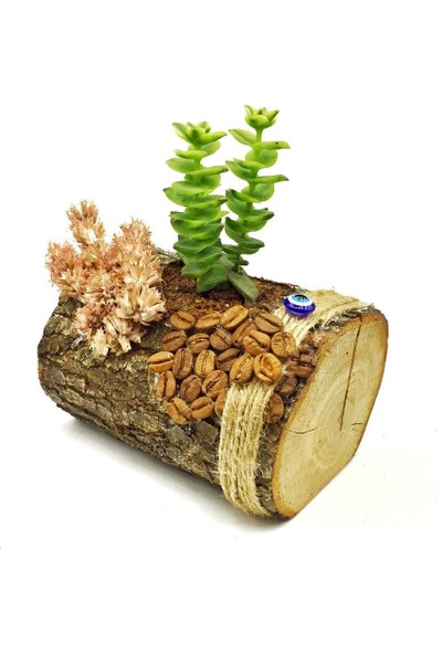 Modesign Kahve Tadında Tekli Kütük Saksıda Sukulent Kaktüs