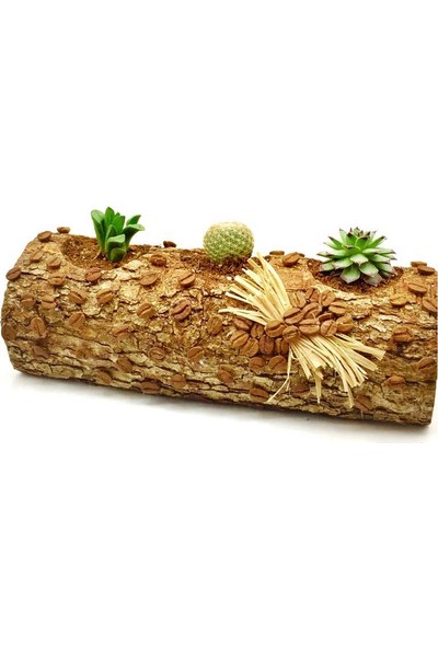 Modesign Kahve Tadında 3'lü Kütük Saksıda Sukulent Kaktüs