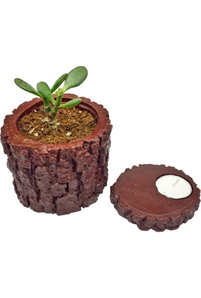 Modesign Kütük Model Mumluk ve Saksıda Sukulent Kaktüs Modesign Kütük Model Mumluk ve Saksıda Sukulent Kaktüs