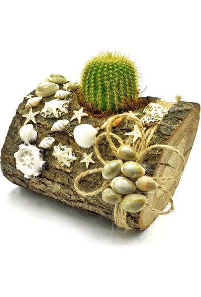 Modesign Deniz Taşı Süslemeli Kütük Saksıda Sukulent Kaktüs