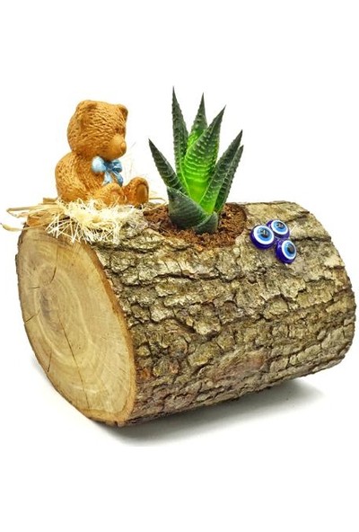 Modesign Ayıcık Objeli Kütük Saksıda Sukulent Kaktüs