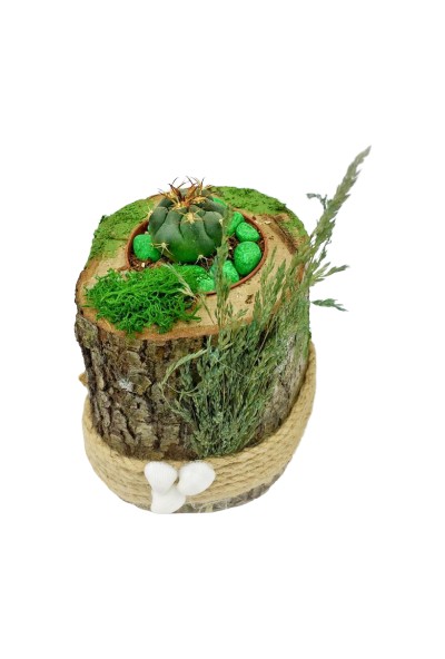 Modesign Canlı Yosunlu Kütükte Sukulent Kaktüs