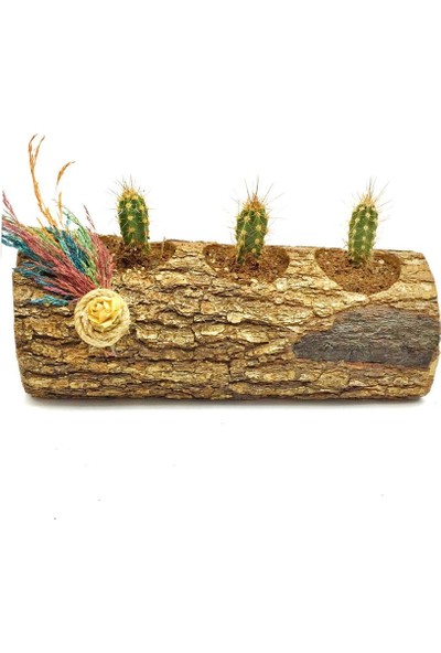 Modesign Kuru Çiçek Süslemeli 3'lü Kütükte Kaktüs Sukulent