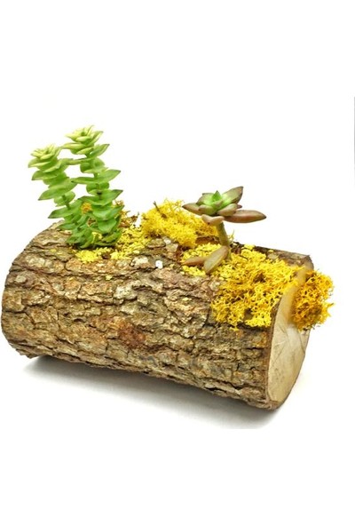 Modesign Canlı Yosun Kaplamalı 2'li Kütükte Sukulent Kaktüs