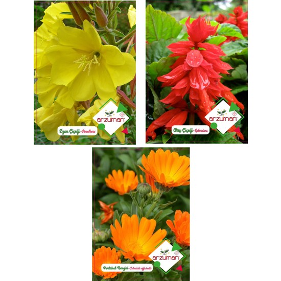 Arzuman Ezan Çiçeği Ateş Çiçeği Portakal Nergisi Tohumu Fiyatı