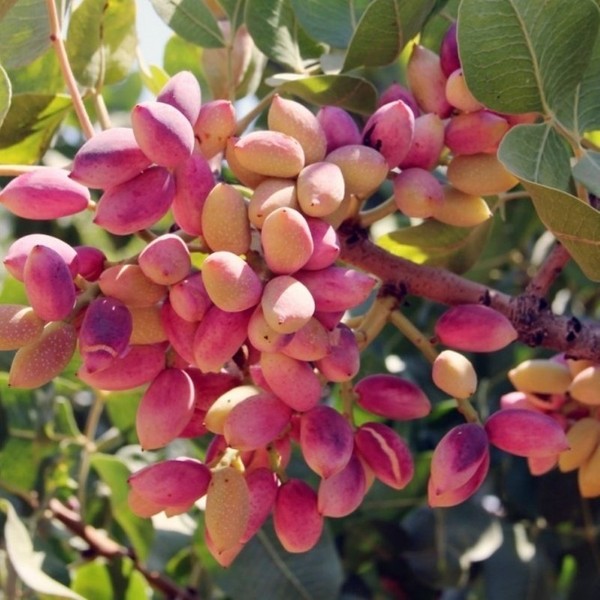 Antep Fistigi Agaci - Hepsiburada