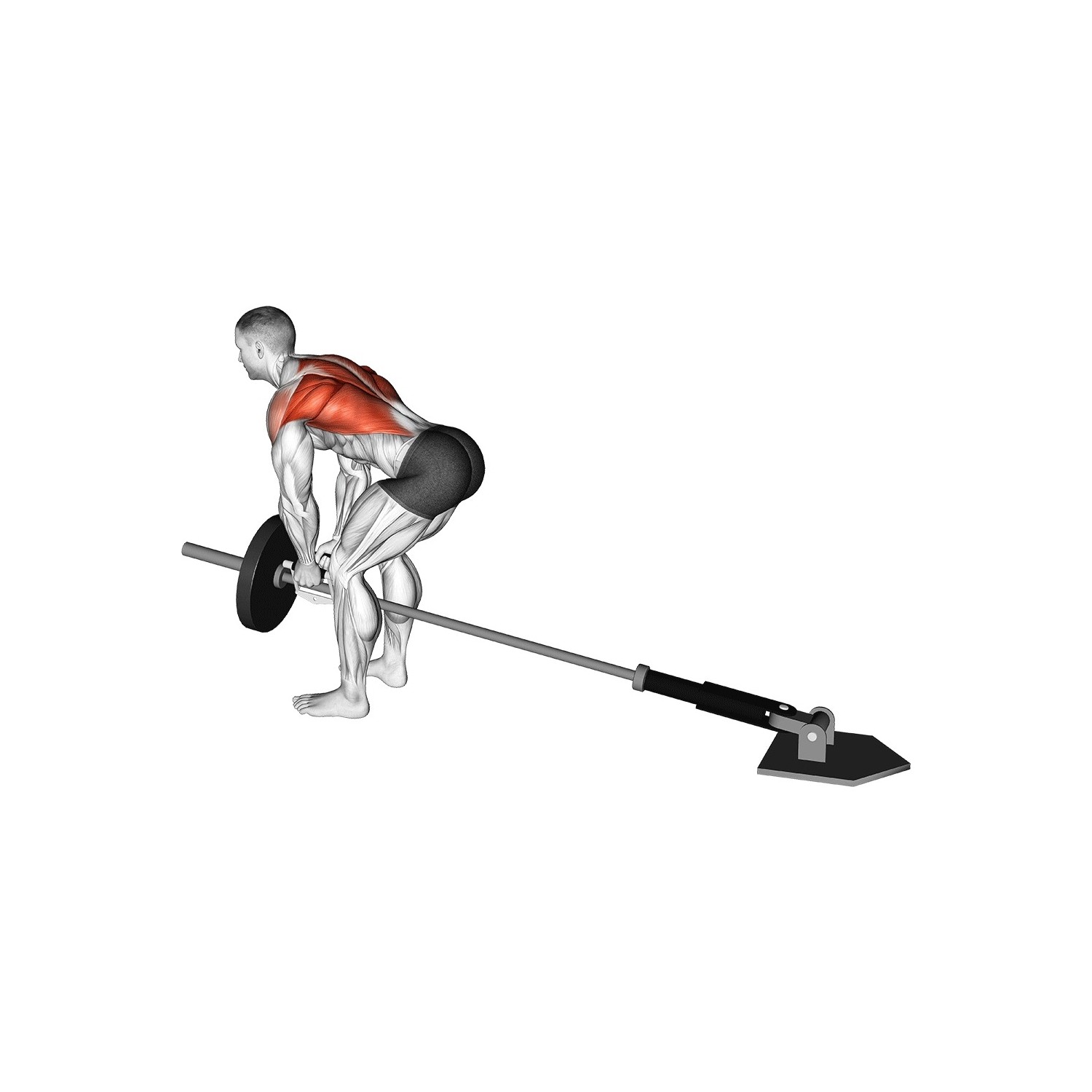 T-Bar Row Platform - T Bar Rowing Sabitleme Aparatı - Fiyatı