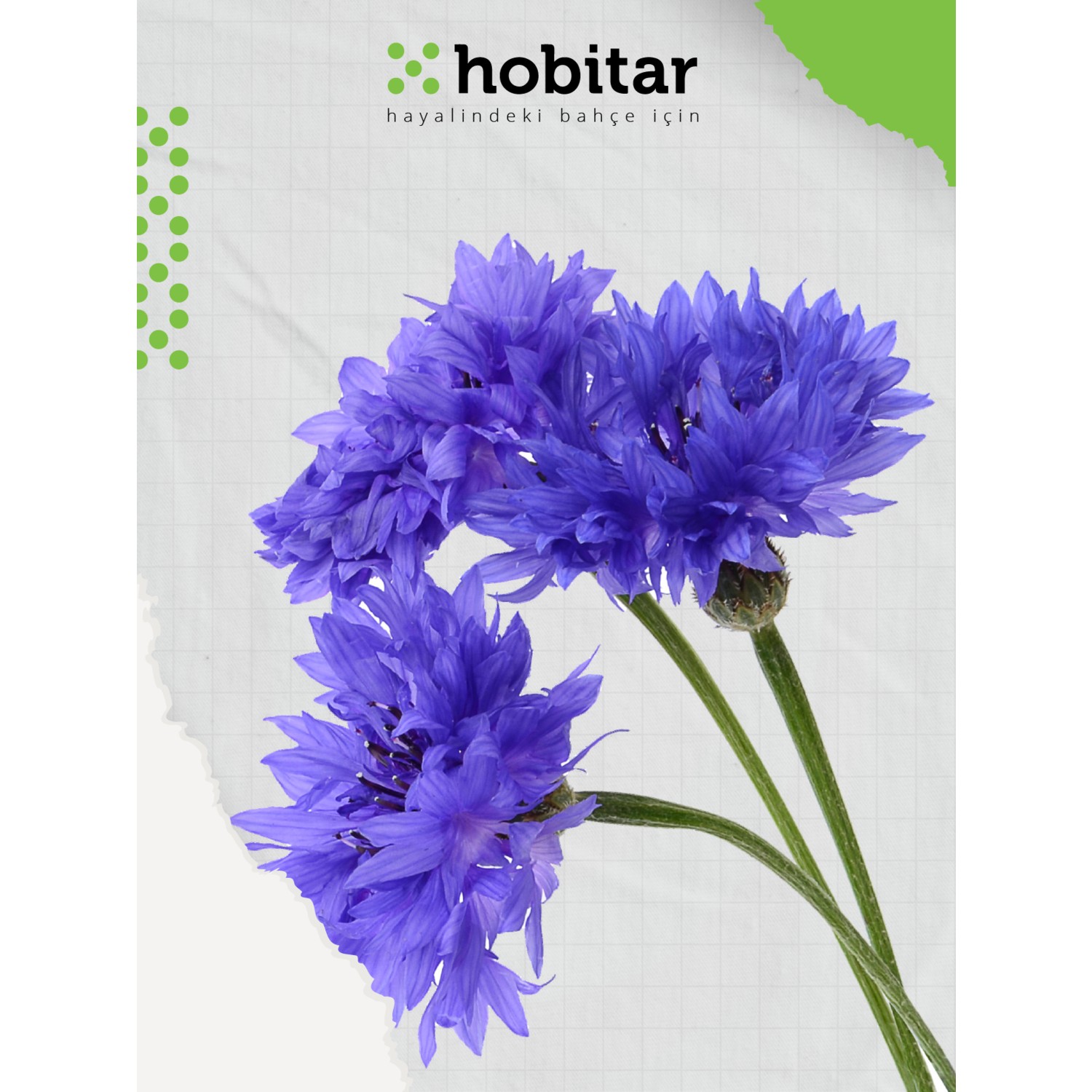 Hobitar Mavi Kantaron Çiçek Tohumu - 440 Adet Fiyatı