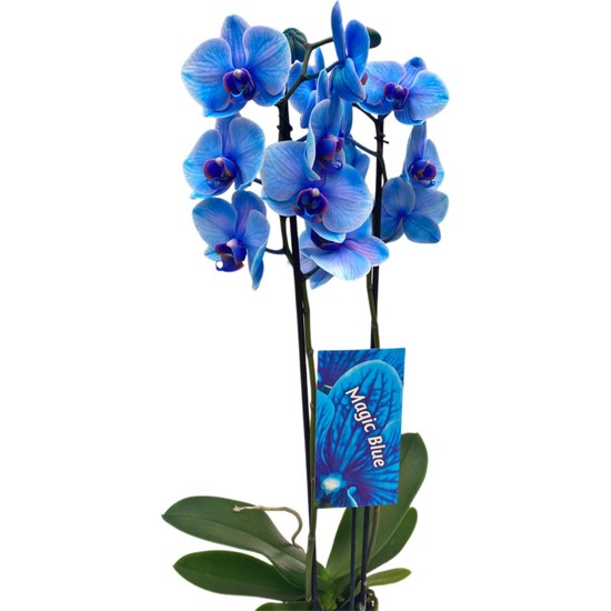 Fidanova Orkide Blue, Mavi Orkide, Çift Dal Fiyatı