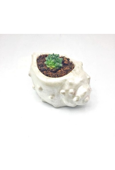 Modesign Deniz Kabuğu Model Doküm Saksı Sukulent Kaktüs Modesign Deniz Kabuğu Model Doküm Saksı Sukulent Kaktüs