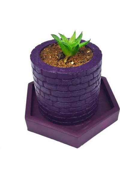 Modesign Taş Desen Döküm Saksıda Sukulent Kaktüs