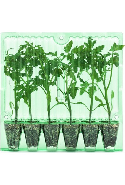 Fide Sepeti ÇERİ DOMATES FİDESİ (6LI Ambalaj) Fide Sepeti ÇERİ DOMATES FİDESİ (6LI Ambalaj)