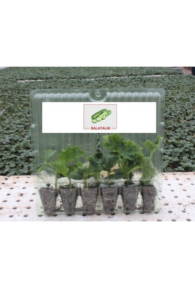 Fide Sepeti - SALATALIK FİDESİ SEBZE FİDESİ (6LI Ambalaj)