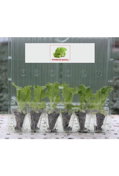 Fide Sepeti KIVIRCIK MARUL FİDESİ SEBZE FİDESİ (6LI Ambalaj)