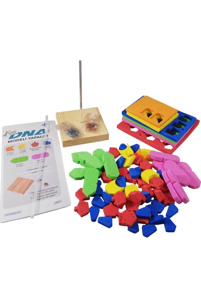 Fenset Dna Modeli Yapalım Deney Seti Fenset Dna Modeli Yapalım Deney Seti