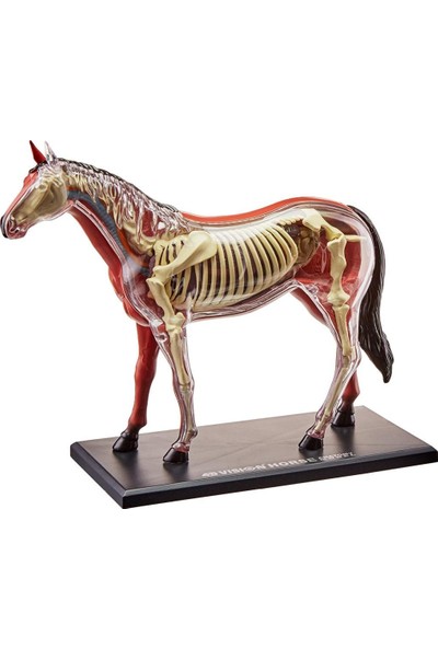 4D Master At Anatomi Modeli