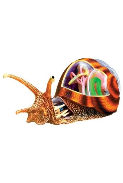 4D Master Salyangoz Anatomi Modeli