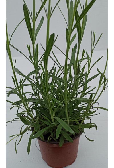 Uzay Bahçesi Lavanta Bitkisi Lavandula Officinalis Uzay Bahçesi Lavanta Bitkisi Lavandula Officinalis