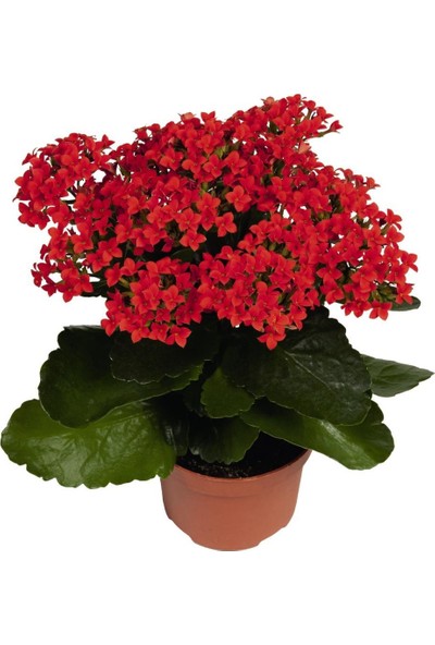 Armenbotanik Kalanchoe - Kalanşo Çiçeği Kırmızı Çiçekli