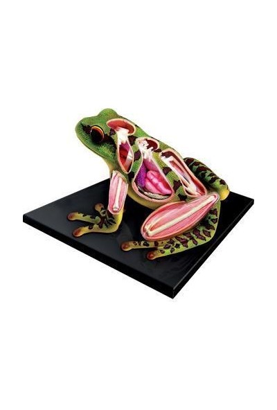 4D Master Kurbağa Anatomi Model