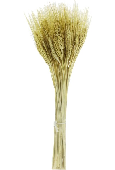 Mutlu Adım Kuru Başak Çiçek Demedi