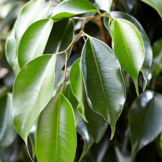 Salon Benjamin Çiçeği 100Cm Fiyatı - Taksit Seçenekleri