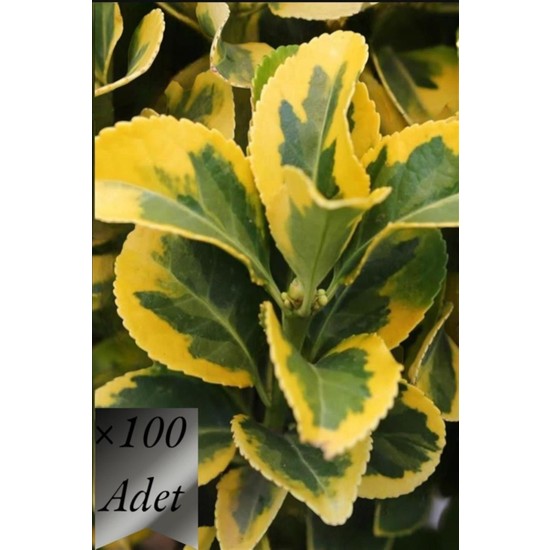 Altuni Taflan Fidanı 15-20 cm x 100 ad Fiyatı - Taksit Seçenekleri