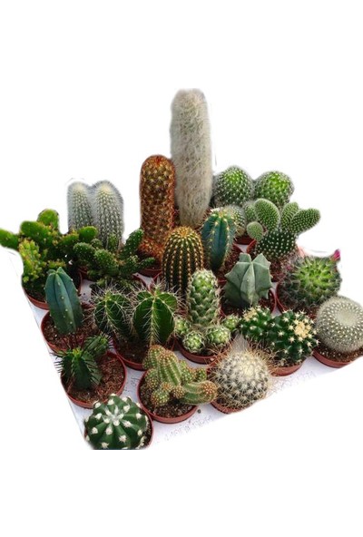 Karışık Kaktüs Seti 20 Farklı Çeşit Karışık Kaktüs Seti 20 Farklı Çeşit