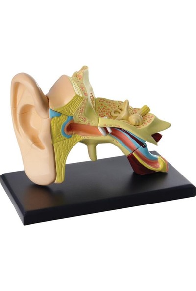 Eco Shop Kulak Modeli