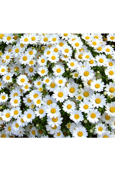 Tohhum Papatya Çiçeği Tohumu+Saksı+Toprak [Tohhum Ev Bahçe]