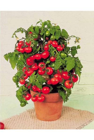 Tohhum Tiny Tim Cherry Domates Saksı + Toprak Seti [Tohhum Ev Bahçe]
