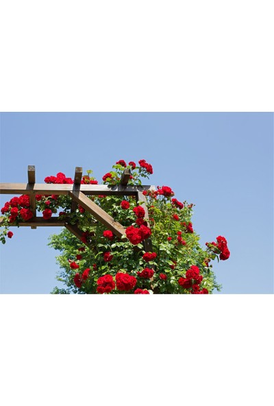 E-Tarım Sarmaşık Gül Fidanı