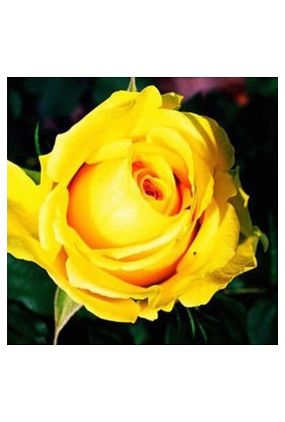 Tohum Diyarı Mis Kokulu Sarı Gül Tohumu 5+ Tohum