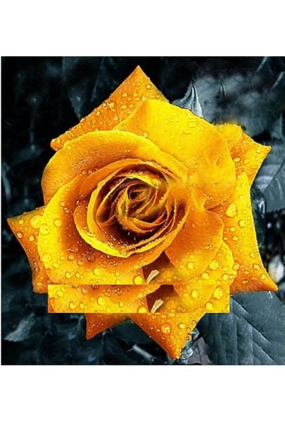 Tohum Diyarı Altın Gül Tohumu 10 + Tohum