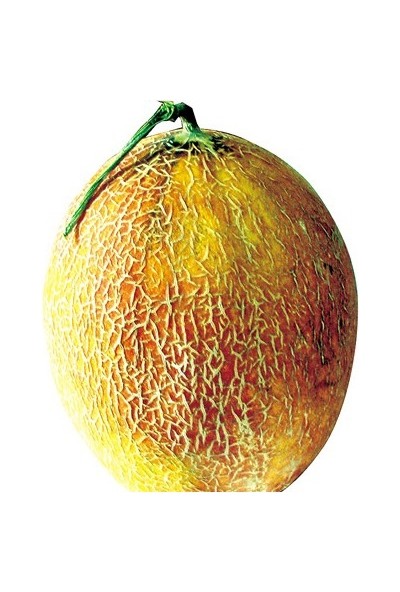 Tohum Diyarı Ananas Bal Kavun Tohumu 5+ Tohum