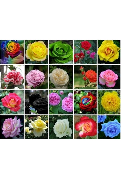 Tohum Diyarı Gül 20 Çeşit Karışık Gül Tohumu 50 Özel Tohum