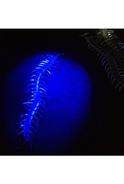 Wildlebend Kırkayak - Fosforlu