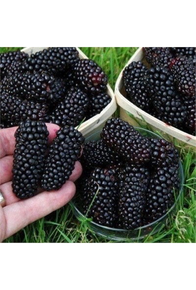 Karadeniz Fidancılık Kara Dut Fidanı / Tüplü