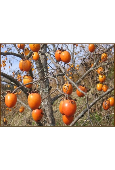 Karadeniz Fidancılık Trabzon Hurma Fidanı / Tüplü